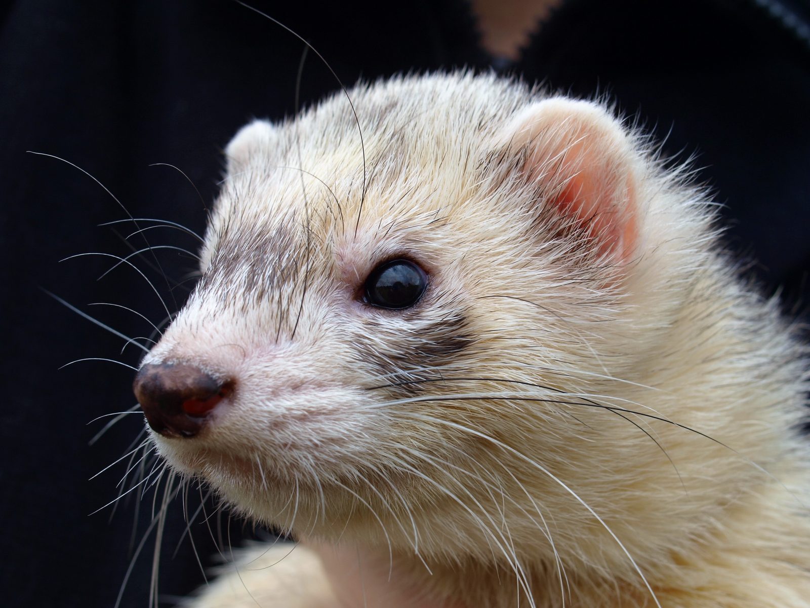 Ferret Myths Debunked – Golden State Ferret Society | EIN: 37-1948646
